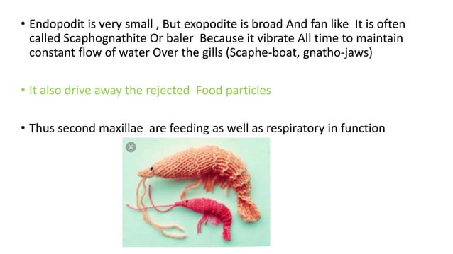 Cephalic appendages of prawn | PPTX