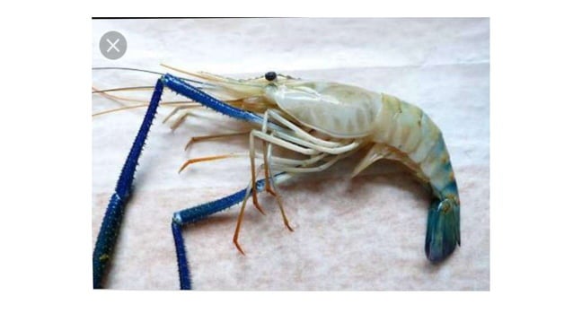 Cephalic appendages of prawn | PPTX