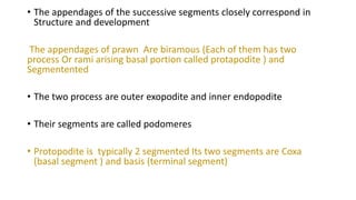 Cephalic appendages of prawn | PPTX