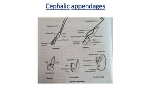 Cephalic appendages of prawn | PPTX