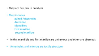Cephalic appendages of prawn | PPTX