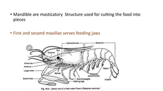 Cephalic appendages of prawn | PPTX