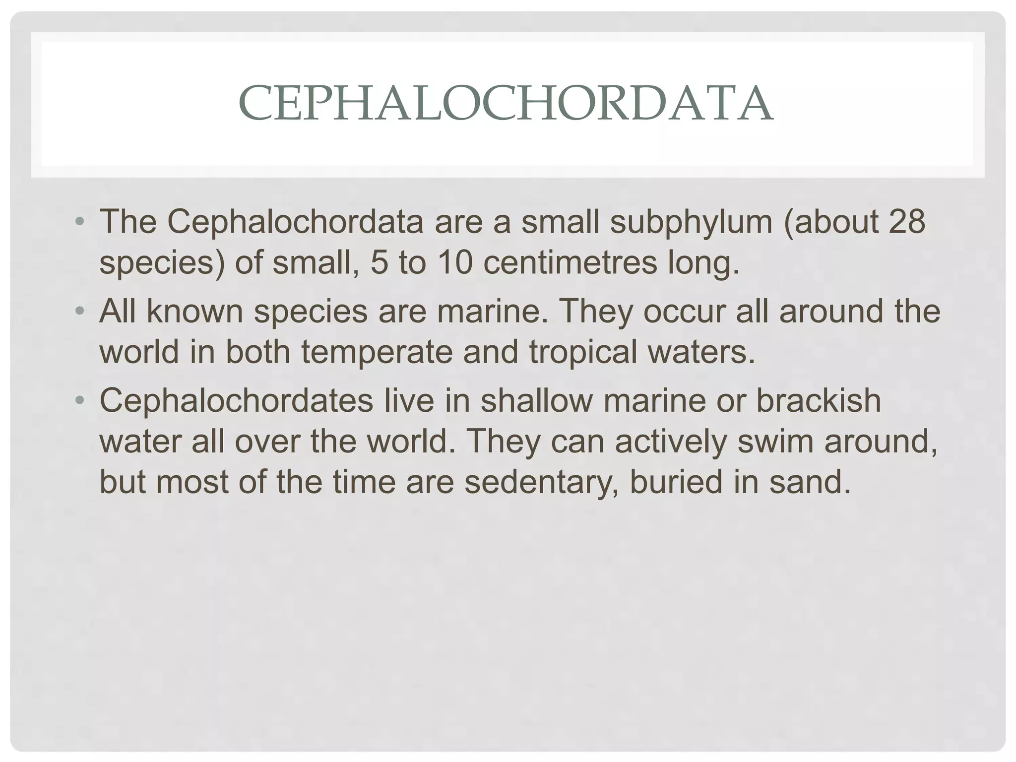 Subphylum Cephalochordata - zoology | PPTX