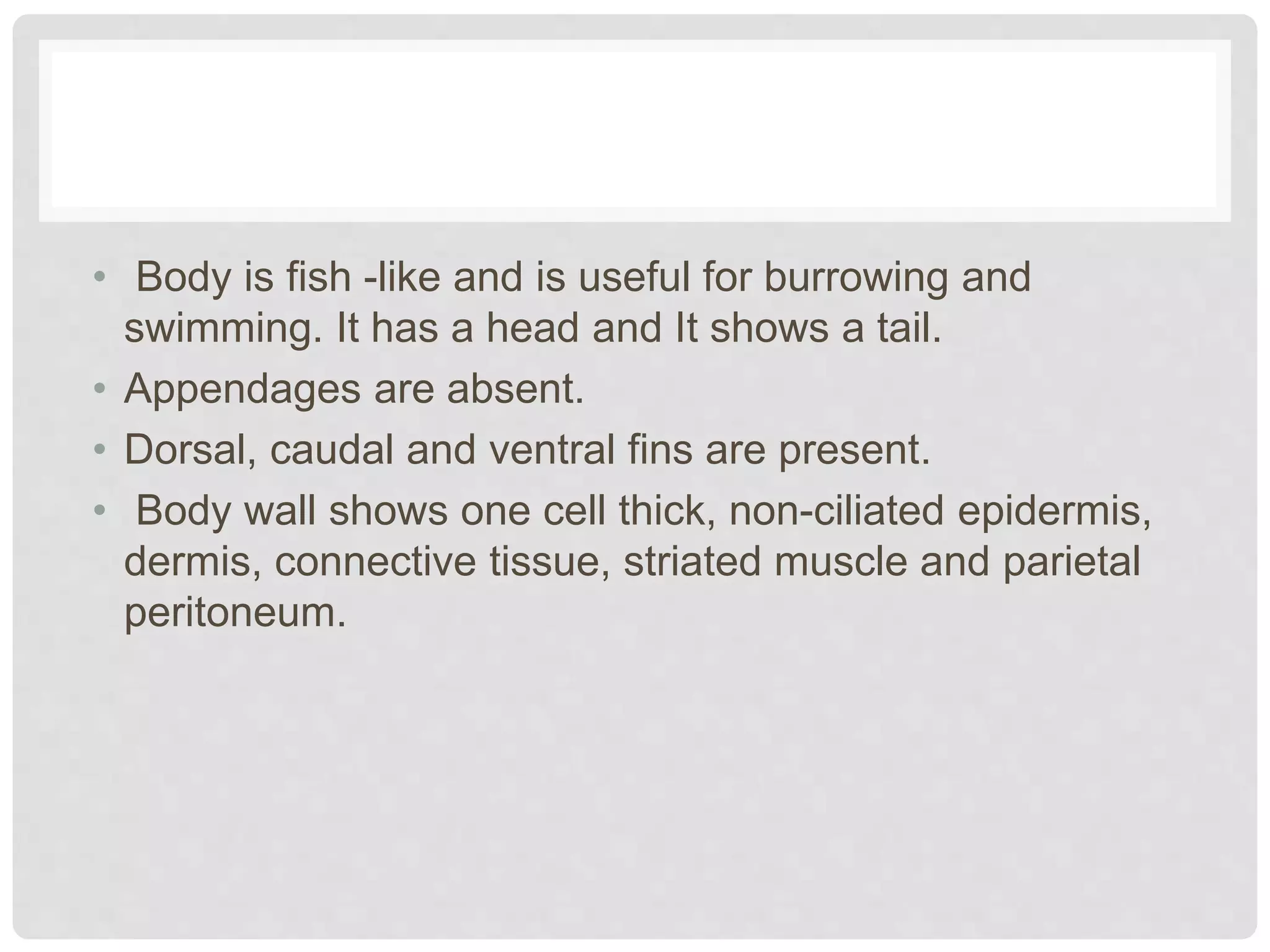 Subphylum Cephalochordata - zoology | PPTX