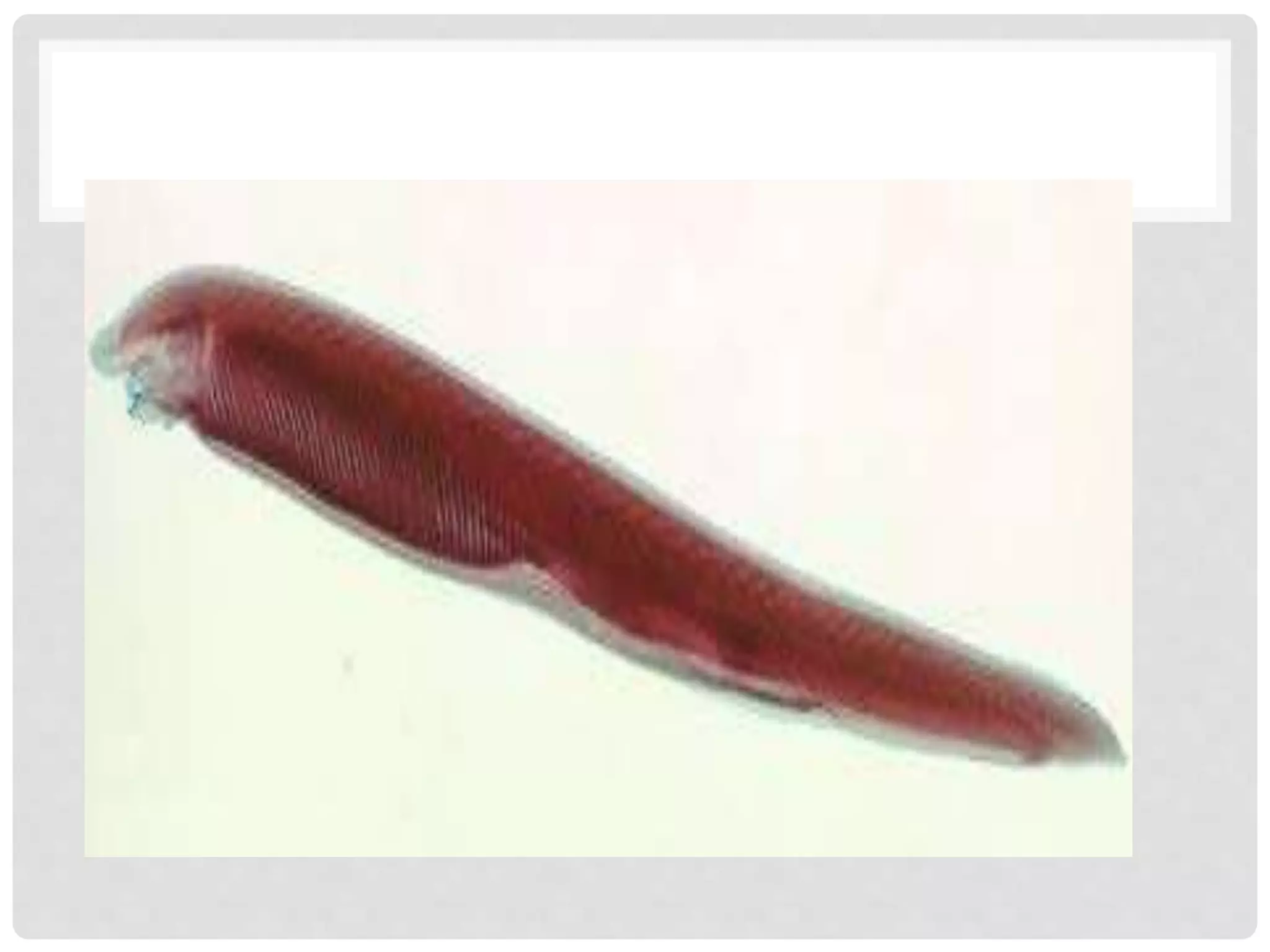 Subphylum Cephalochordata - zoology | PPTX