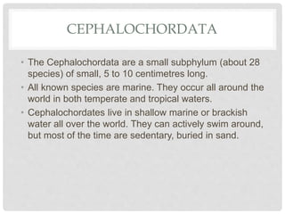 Subphylum Cephalochordata - zoology | PPTX