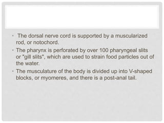 Subphylum Cephalochordata - zoology | PPTX
