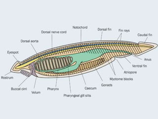 Subphylum Cephalochordata - zoology | PPTX