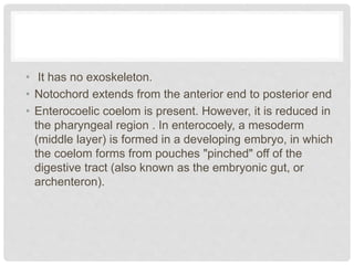 Subphylum Cephalochordata - zoology | PPTX