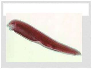 Subphylum Cephalochordata - zoology | PPTX