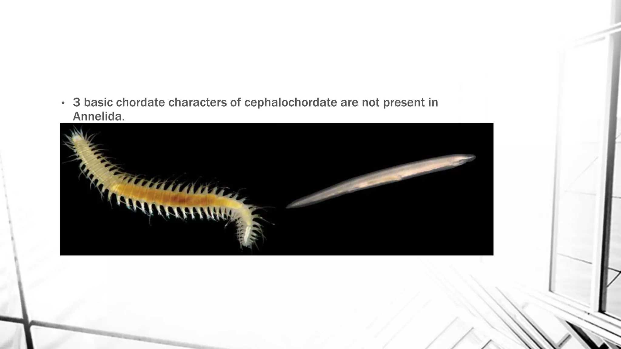 Cephalochordata | PPTX