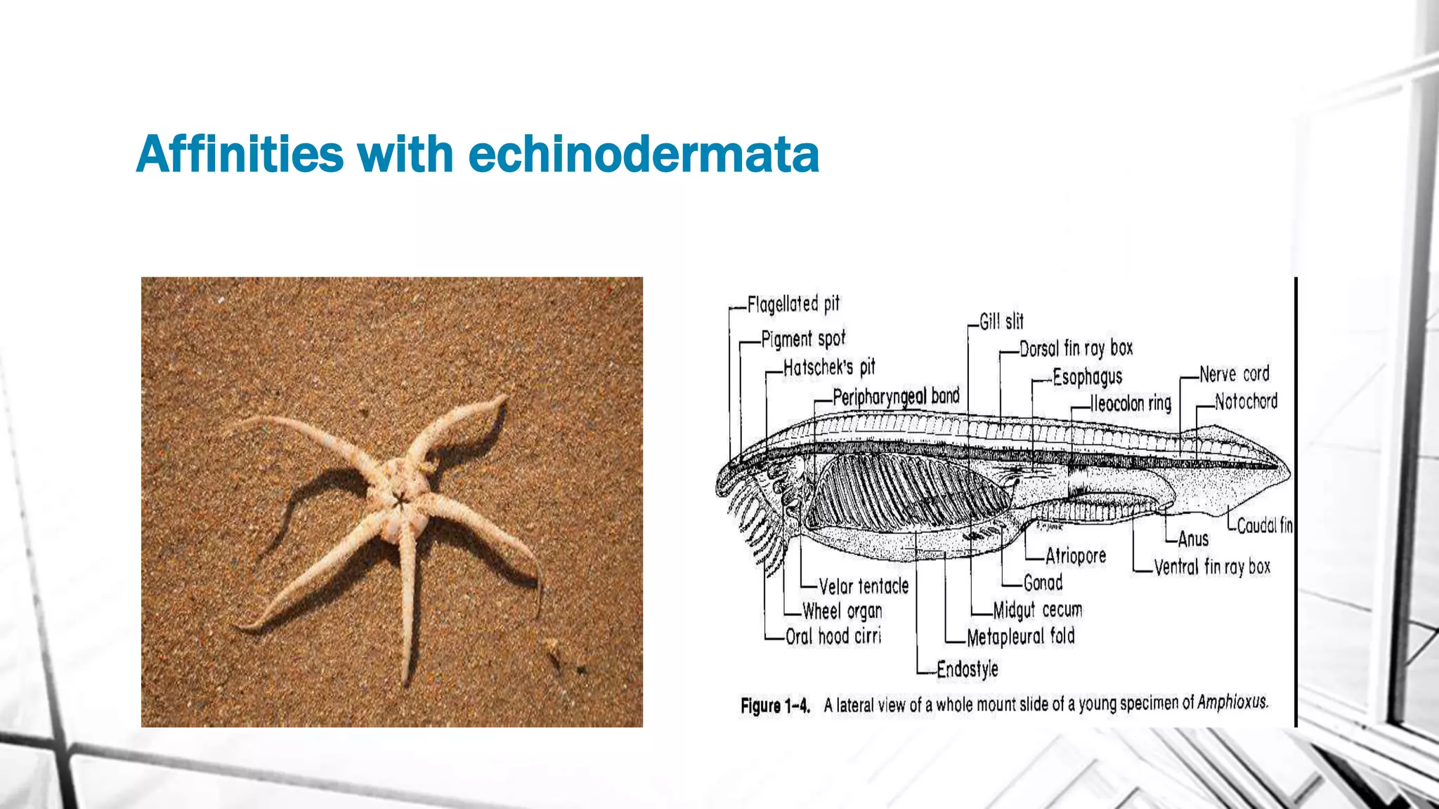 Cephalochordata | PPTX