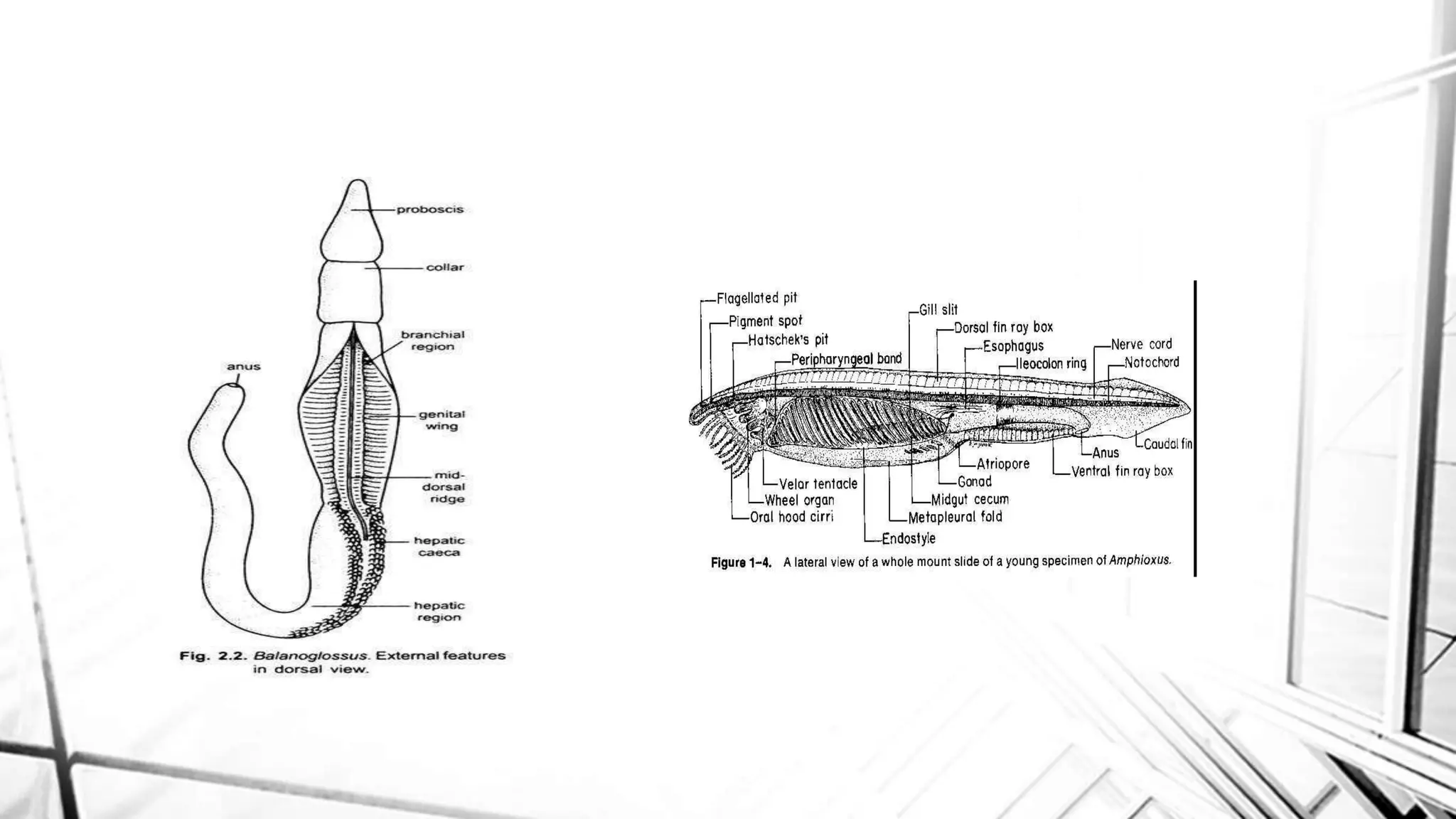 Cephalochordata | PPTX