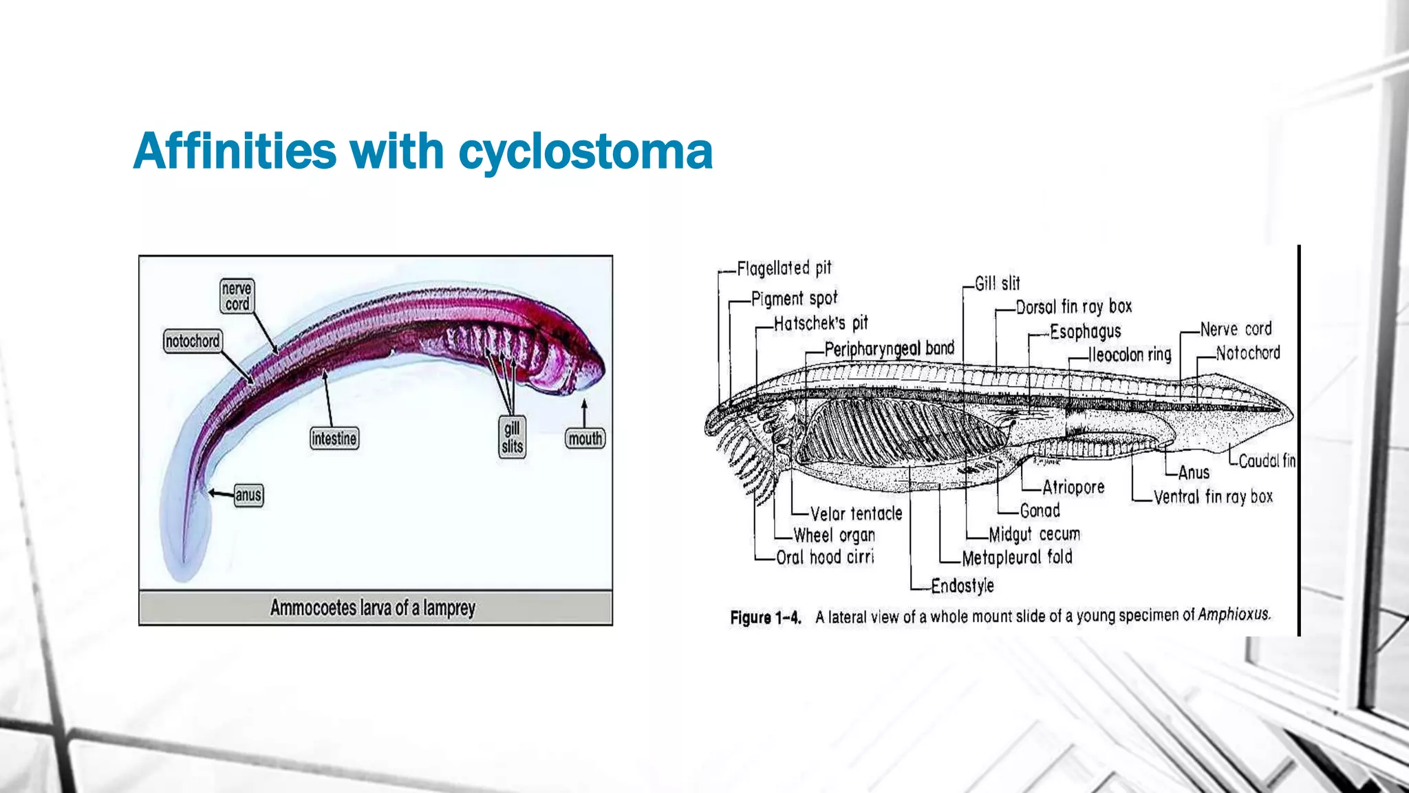 Cephalochordata | PPTX