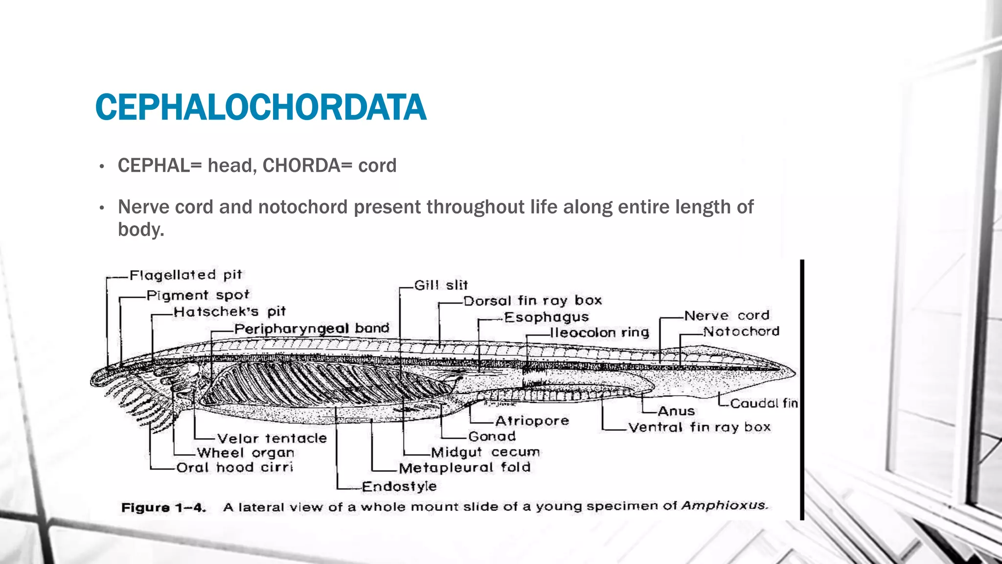 Cephalochordata | PPTX