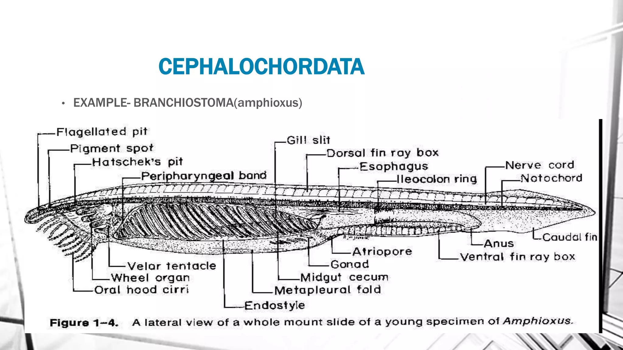 Cephalochordata | PPTX