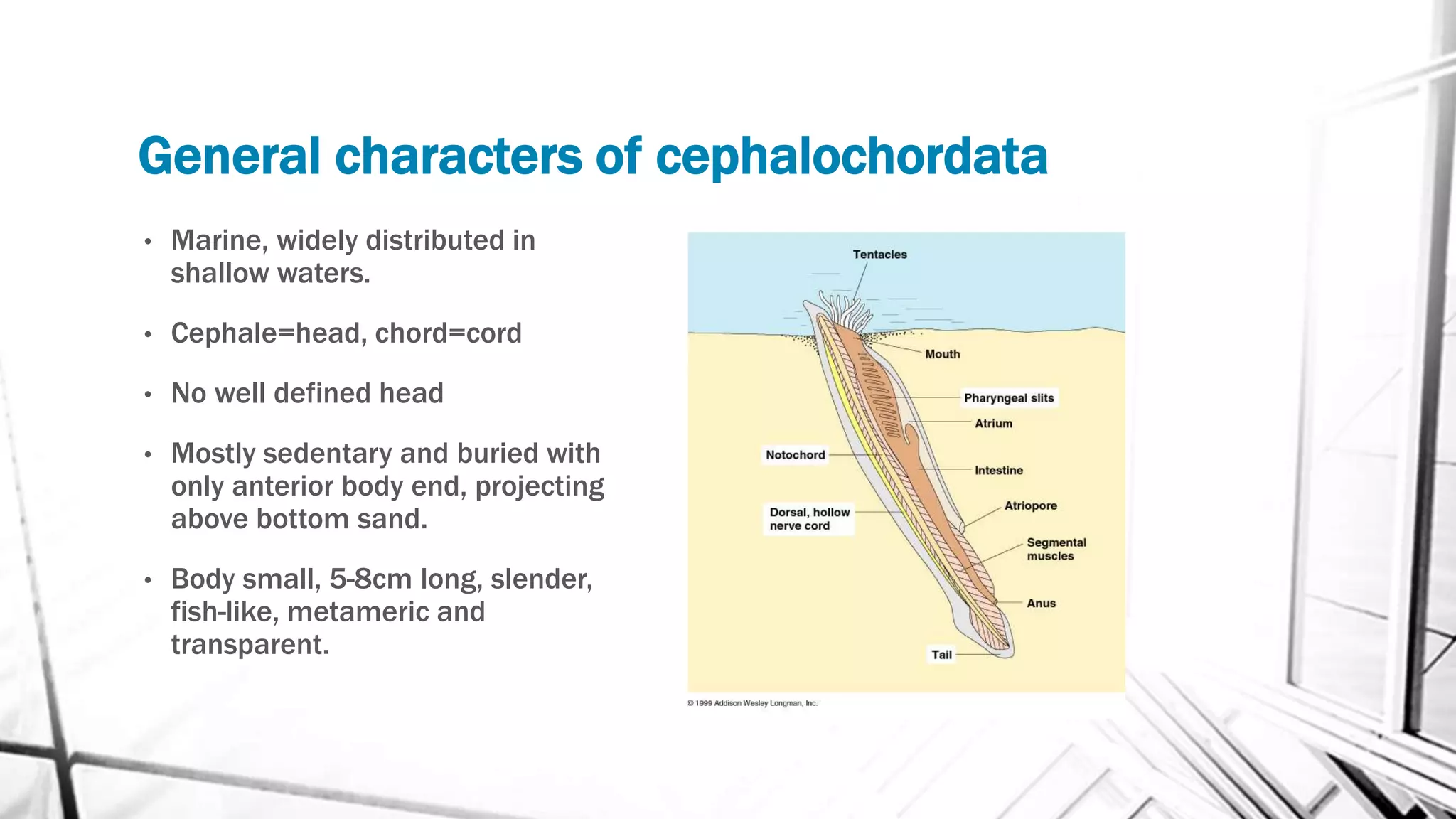 Cephalochordata | PPTX