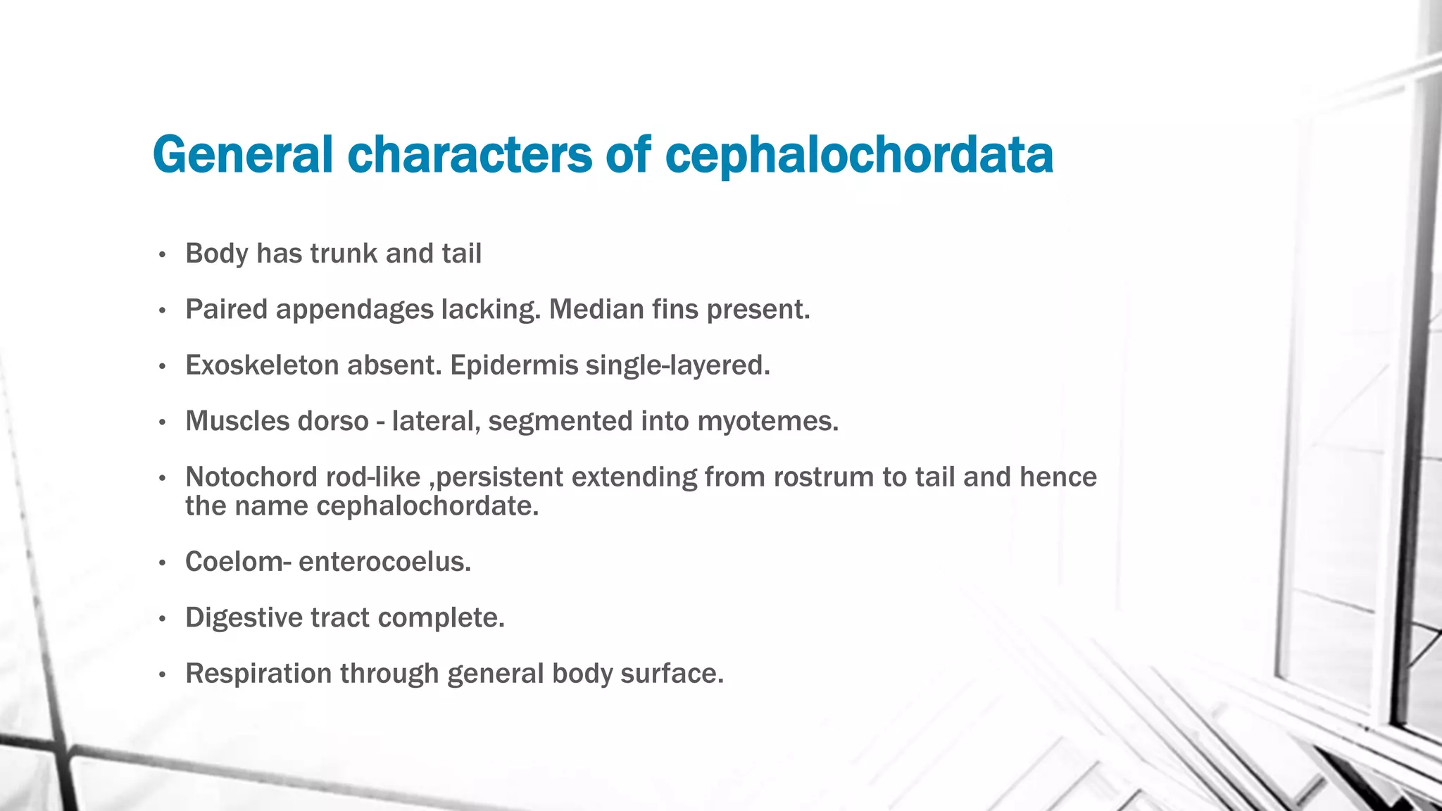 Cephalochordata | PPTX