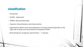Cephalochordata | PPTX