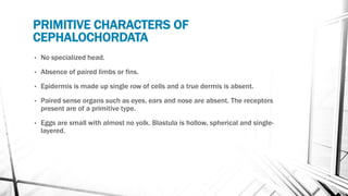 Cephalochordata | PPTX