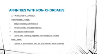 Cephalochordata | PPTX
