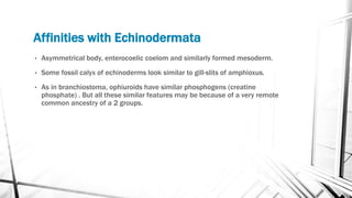 Cephalochordata | PPTX