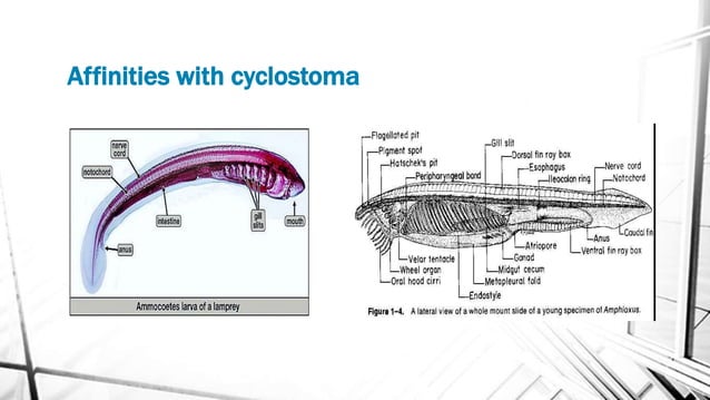 Cephalochordata | PPTX | Biological Sciences | Science
