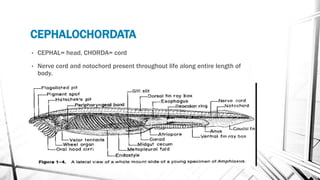 Cephalochordata | PPTX