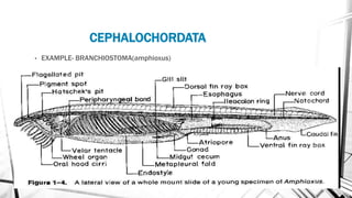 Cephalochordata | PPTX