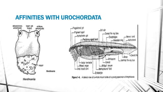 Cephalochordata Examples
