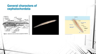 Cephalochordata Slide