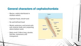 cephalochordata-220215082435 (1).pdf