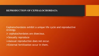 Cephalochordata .pptx
