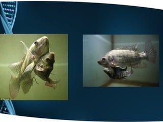 cranio-Cephalopagus | PPT