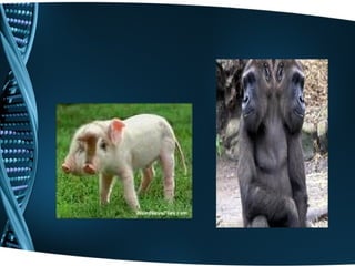 cranio-Cephalopagus | PPT