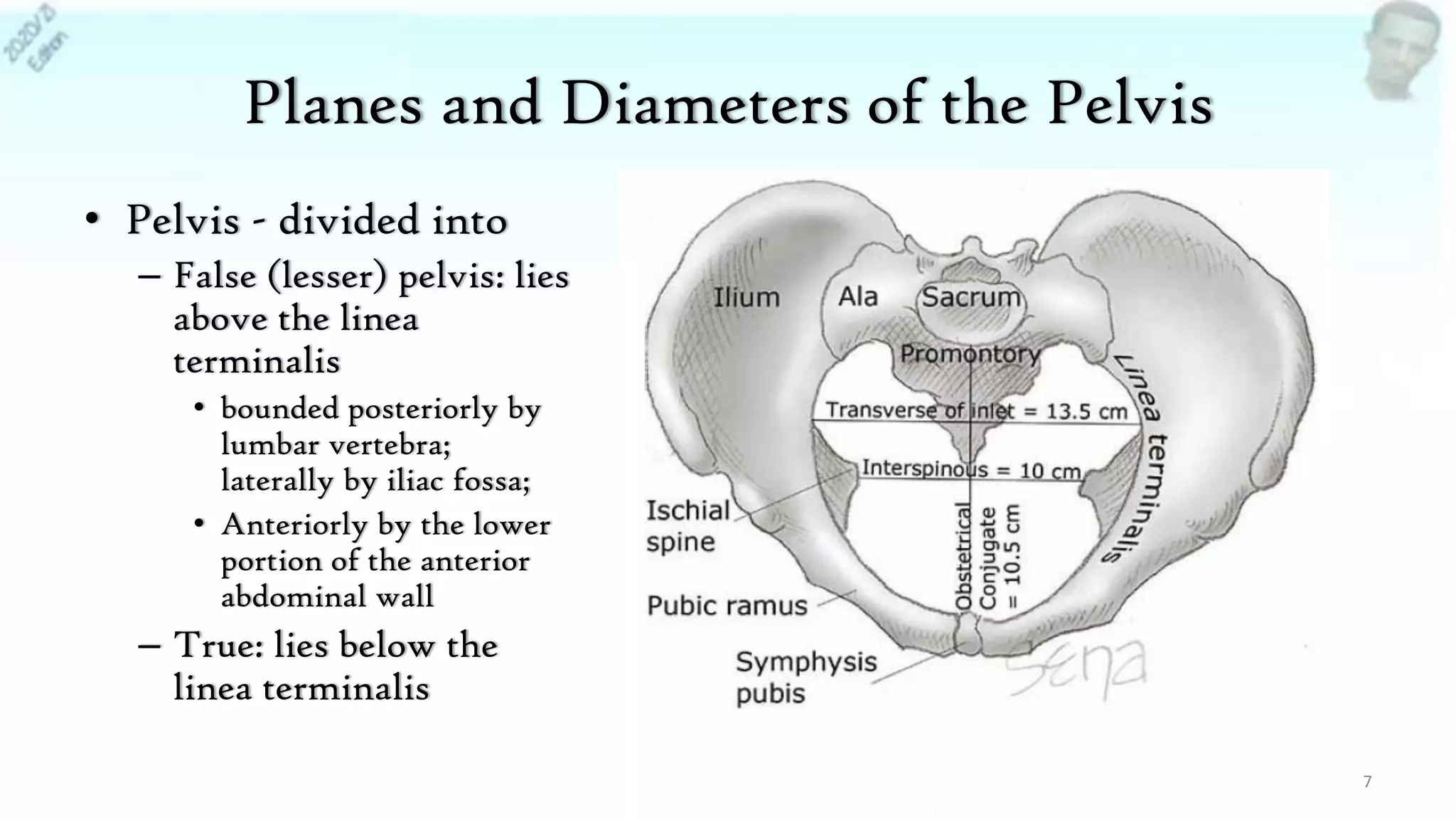 Cephalopelvic disproportion 2021 | PDF | Pregnancy | Reproductive Health