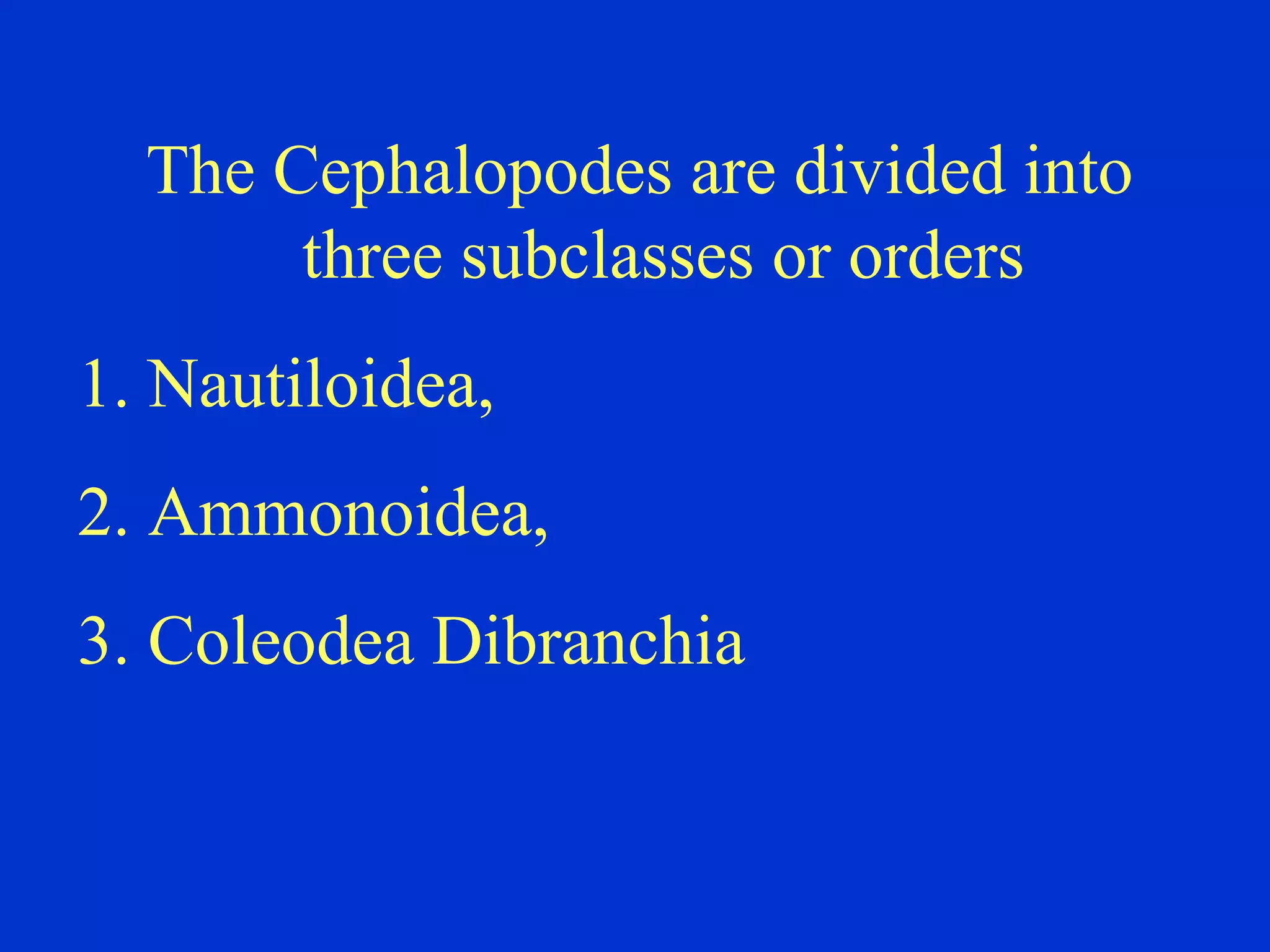 Cephalopoda | PPT