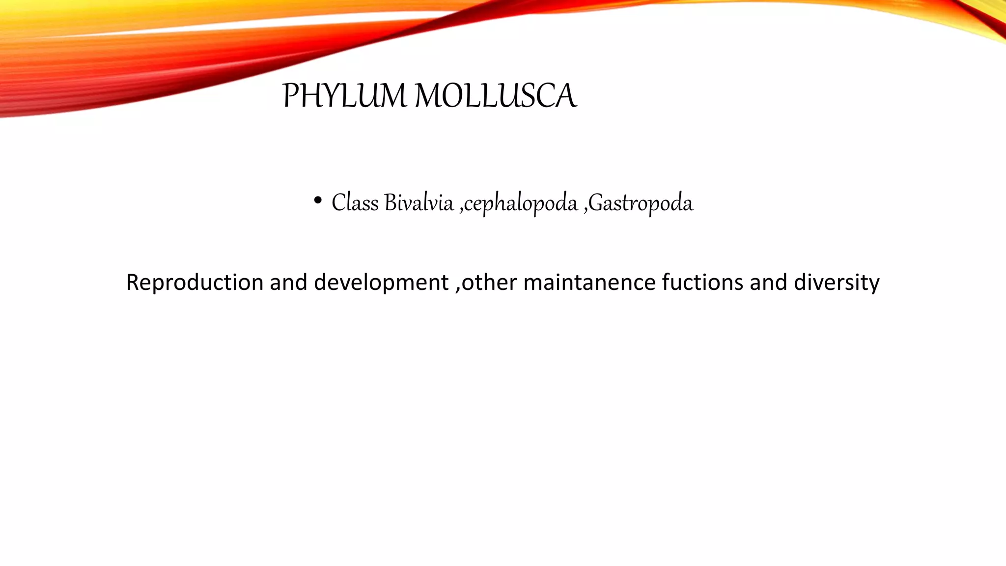 Class Bivalvia , cephalopoda , Gastropoda | PPTX