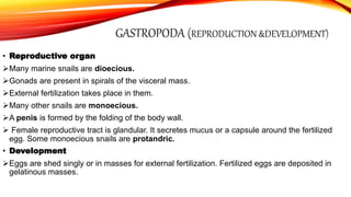 Class Bivalvia , cephalopoda , Gastropoda | PPTX