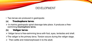 Class Bivalvia , cephalopoda , Gastropoda | PPTX