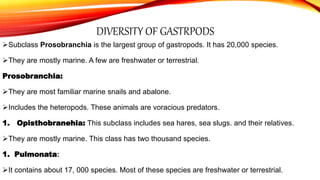 Class Bivalvia , cephalopoda , Gastropoda | PPT