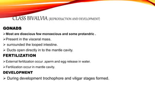 Class Bivalvia , cephalopoda , Gastropoda | PPTX