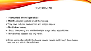 Class Bivalvia , cephalopoda , Gastropoda | PPT