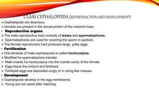 Class Bivalvia , cephalopoda , Gastropoda | PPT