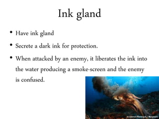 Cephalopodes are advance molluscs | PPT