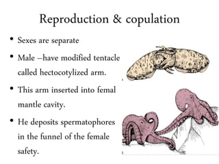 Cephalopodes are advance molluscs | PPT