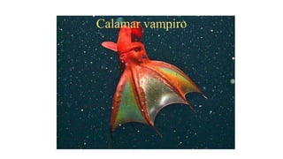 Cephalopodos | PPTX