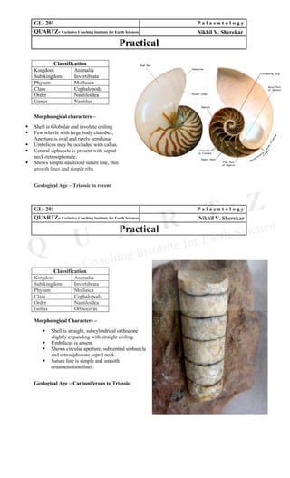 Cephalopods (Palaentology Practical B.Sc Geology) | PDF