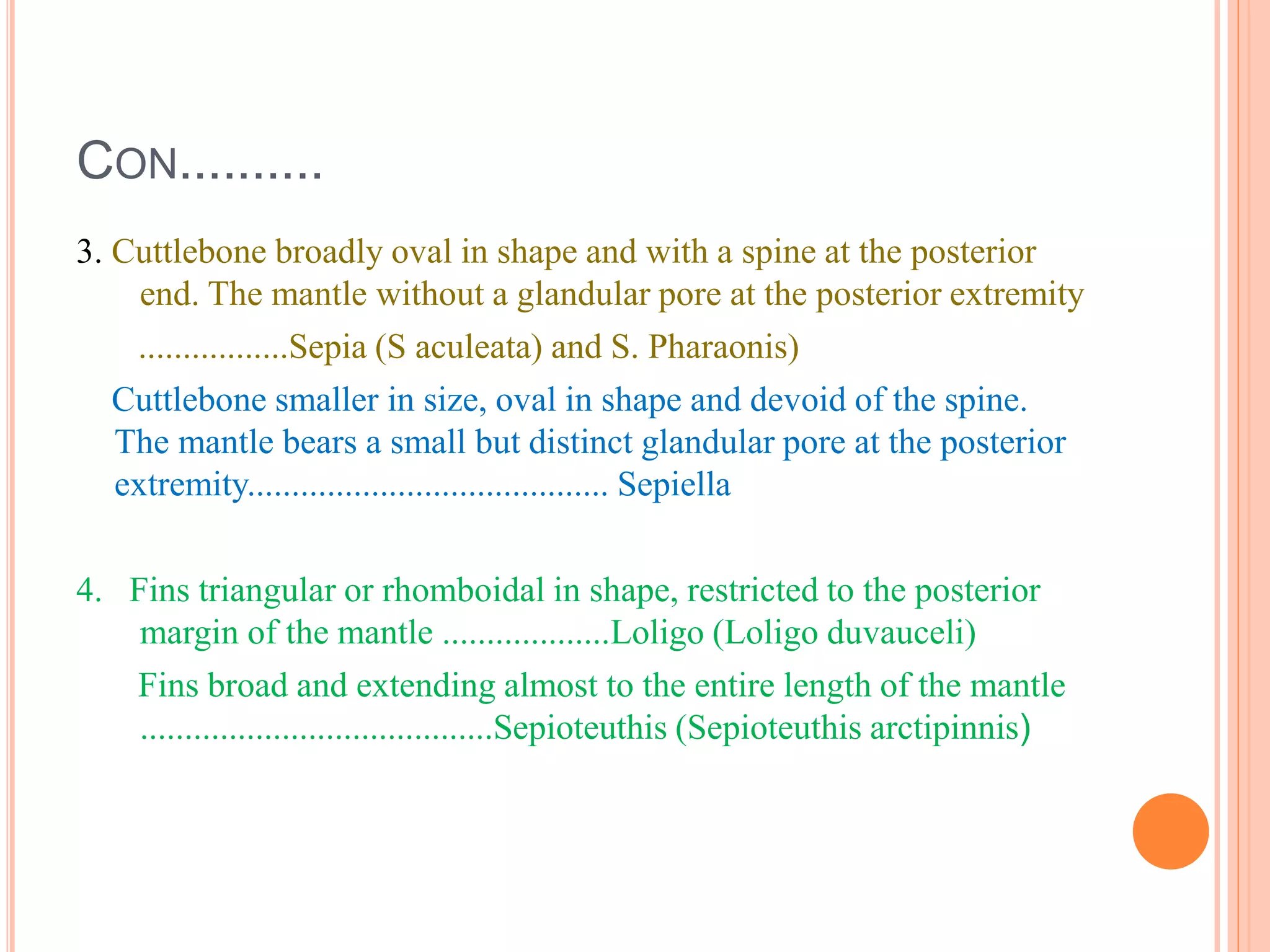 Cephalopod taxonomy | PPTX