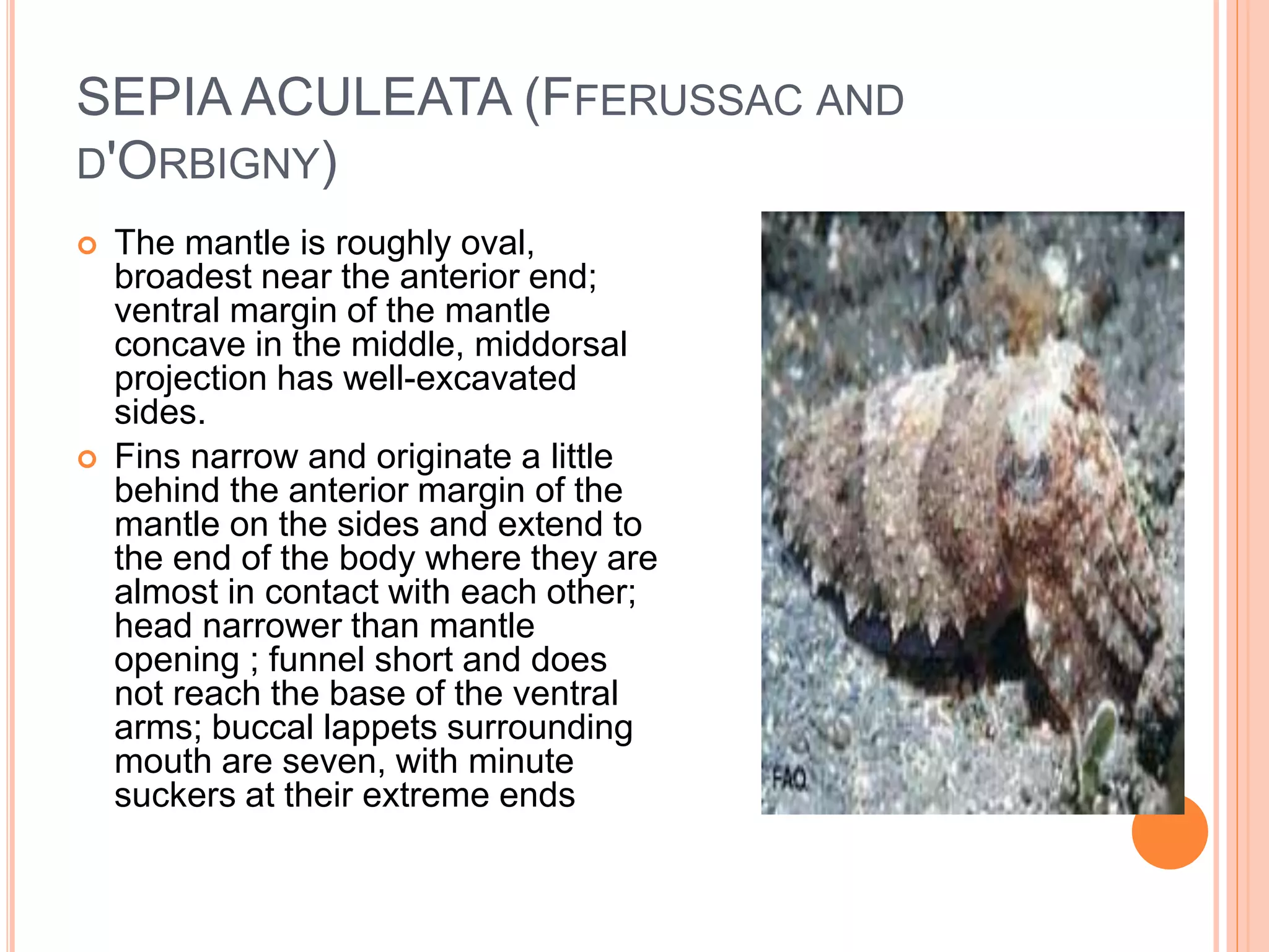 Cephalopod taxonomy | PPTX